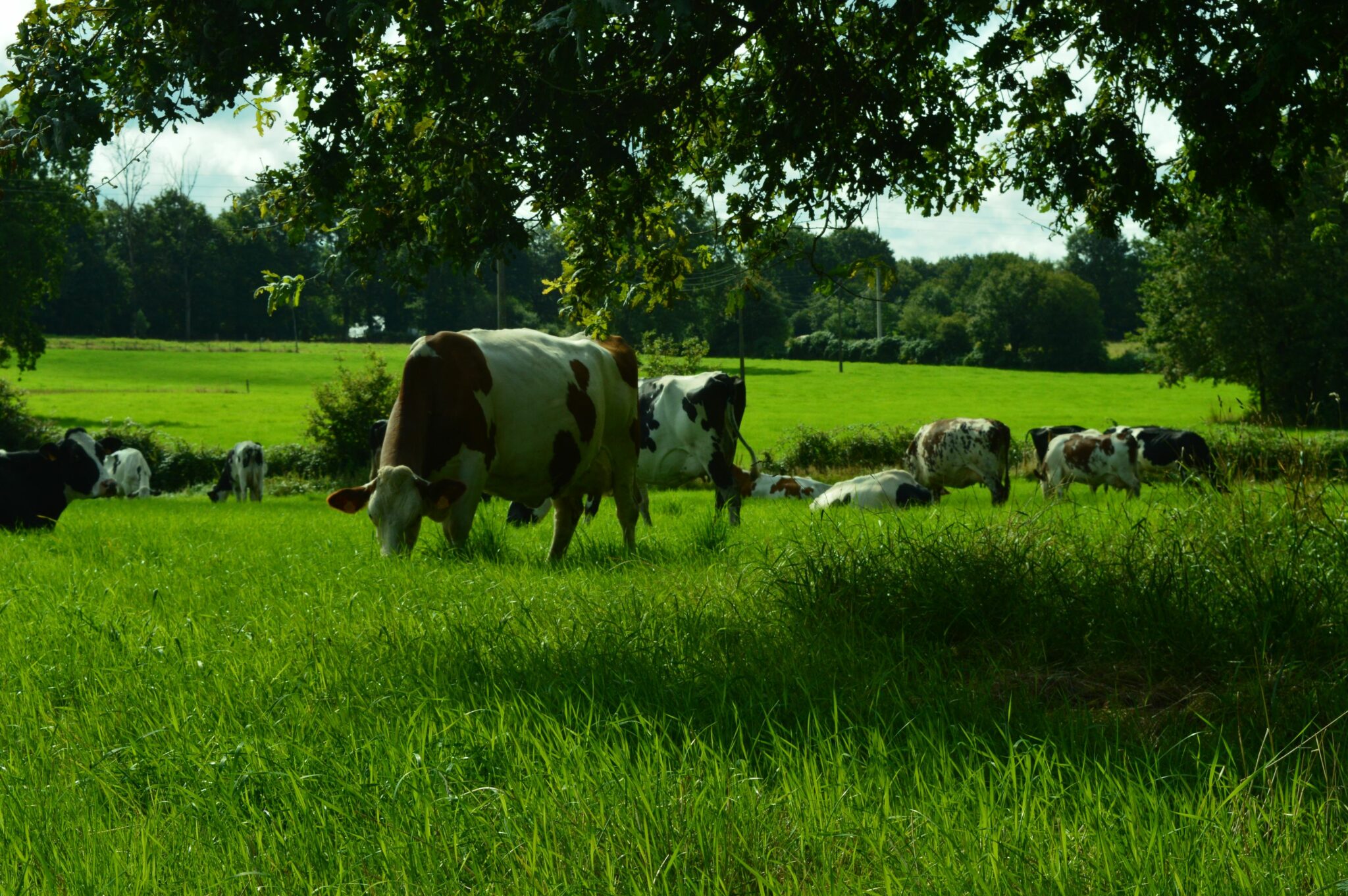 Le bocage et les haies des Coëvrons - CPIE Mayenne - Bas-Maine